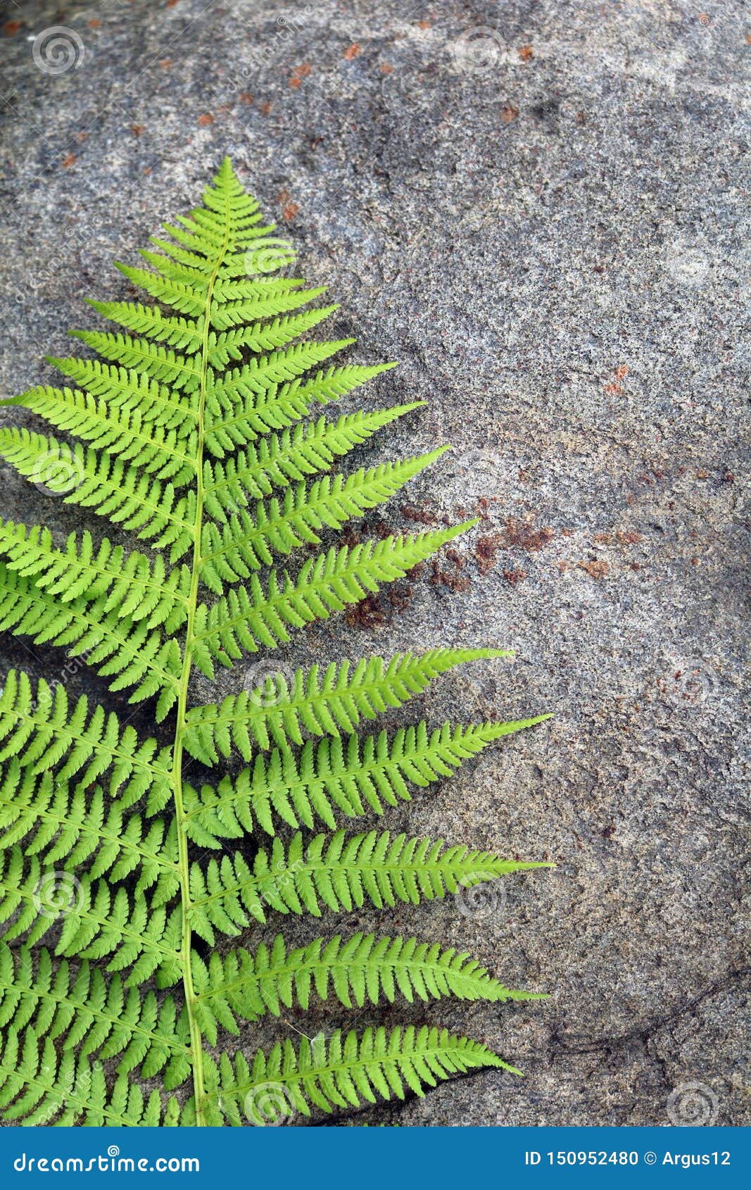 Leaf of fern on the stone stock photo. Image of crystal - 150952480