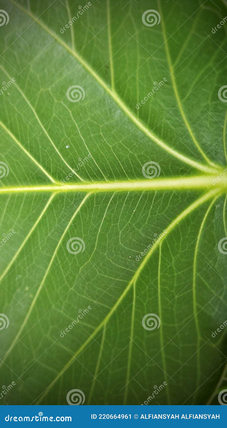 Leaf Fiber is so Beautiful stock image. Image of green - 220664961