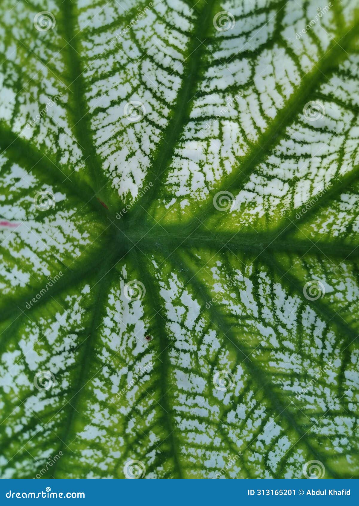 Leaf Fiber 1 stock image. Image of foliage, nature, fiber - 313165201