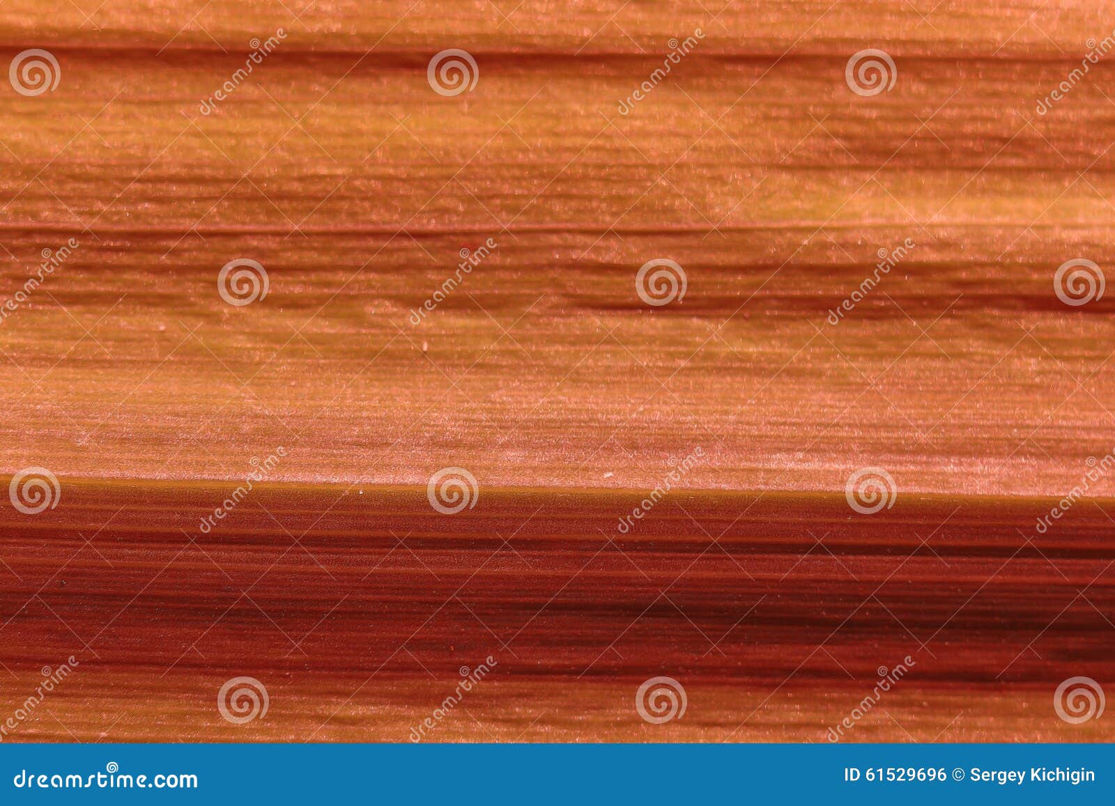 Leaf fiber texture bamboo stock photo. Image of floral - 61529696