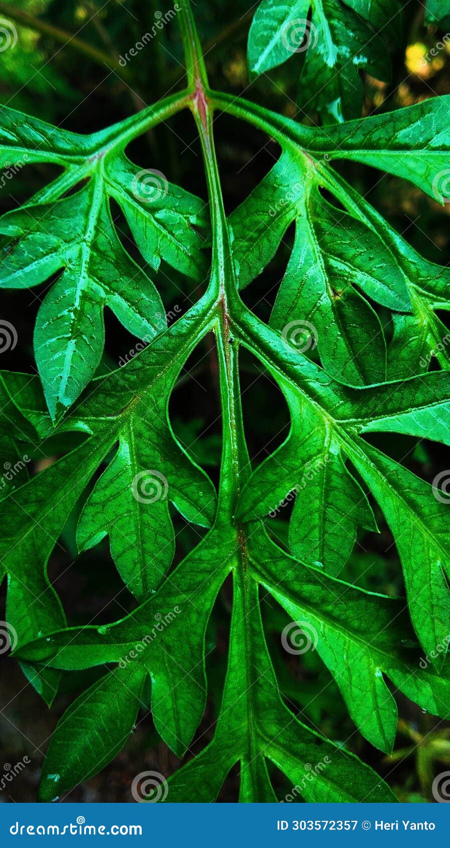 Leaf fiber stock image. Image of forest, fresh, isolated - 303572357