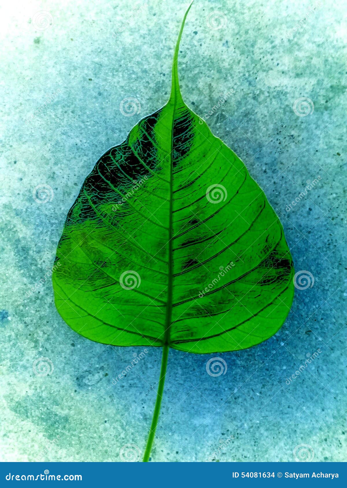 Single Leaves Wallpaper