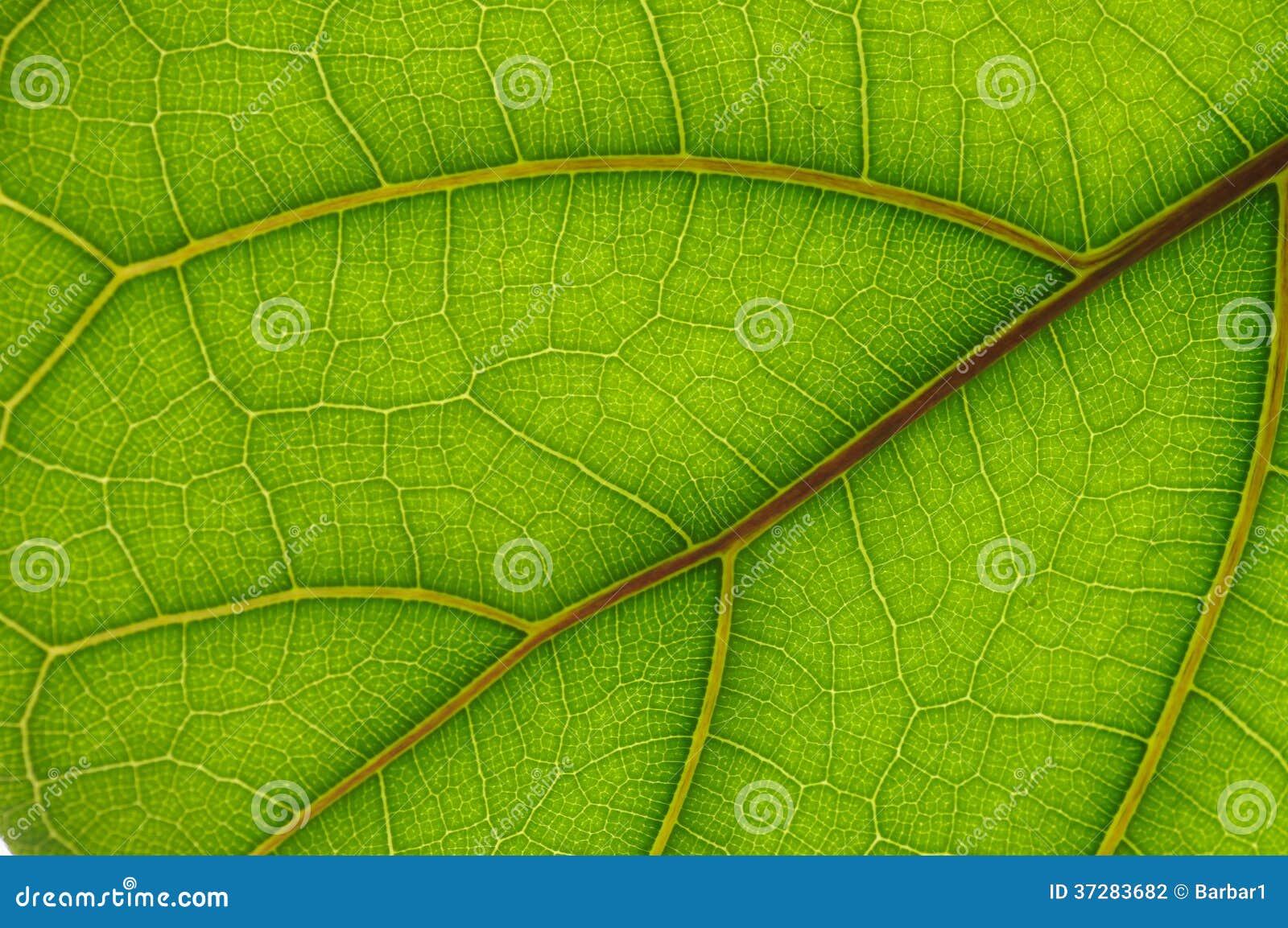 Leaf of Ficus Lyrata stock photo. Image of garden, gardening - 37283682 Leaf of Ficus Lyrata stock photo. Image of garden, gardening - 37283682