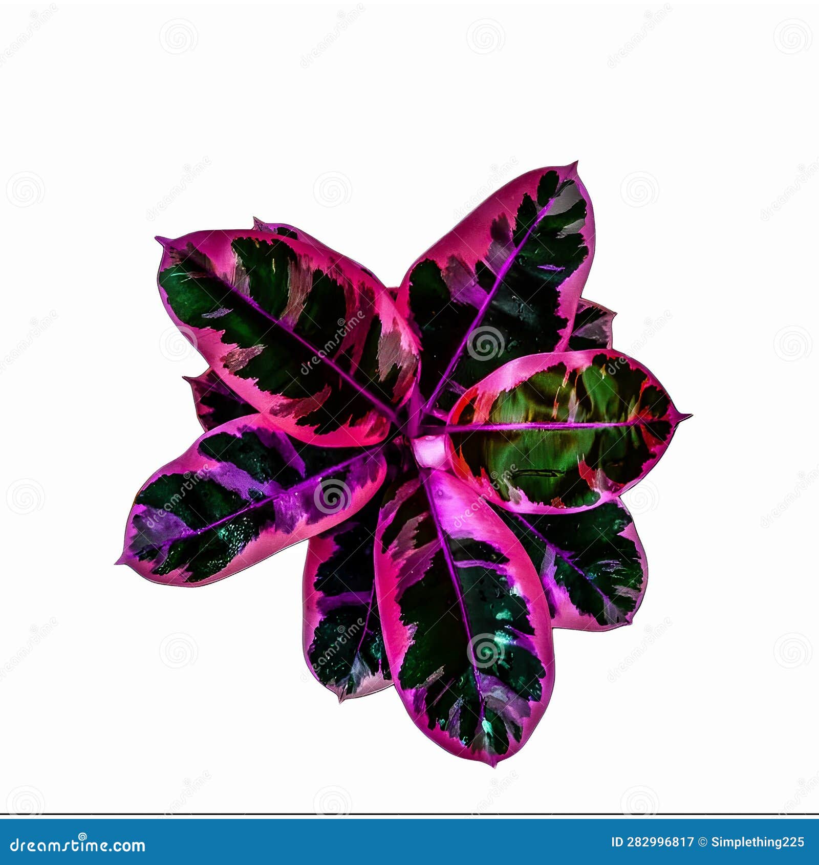 Leaf ficus ruby plants stock image. Image of ruby, plant - 282996817