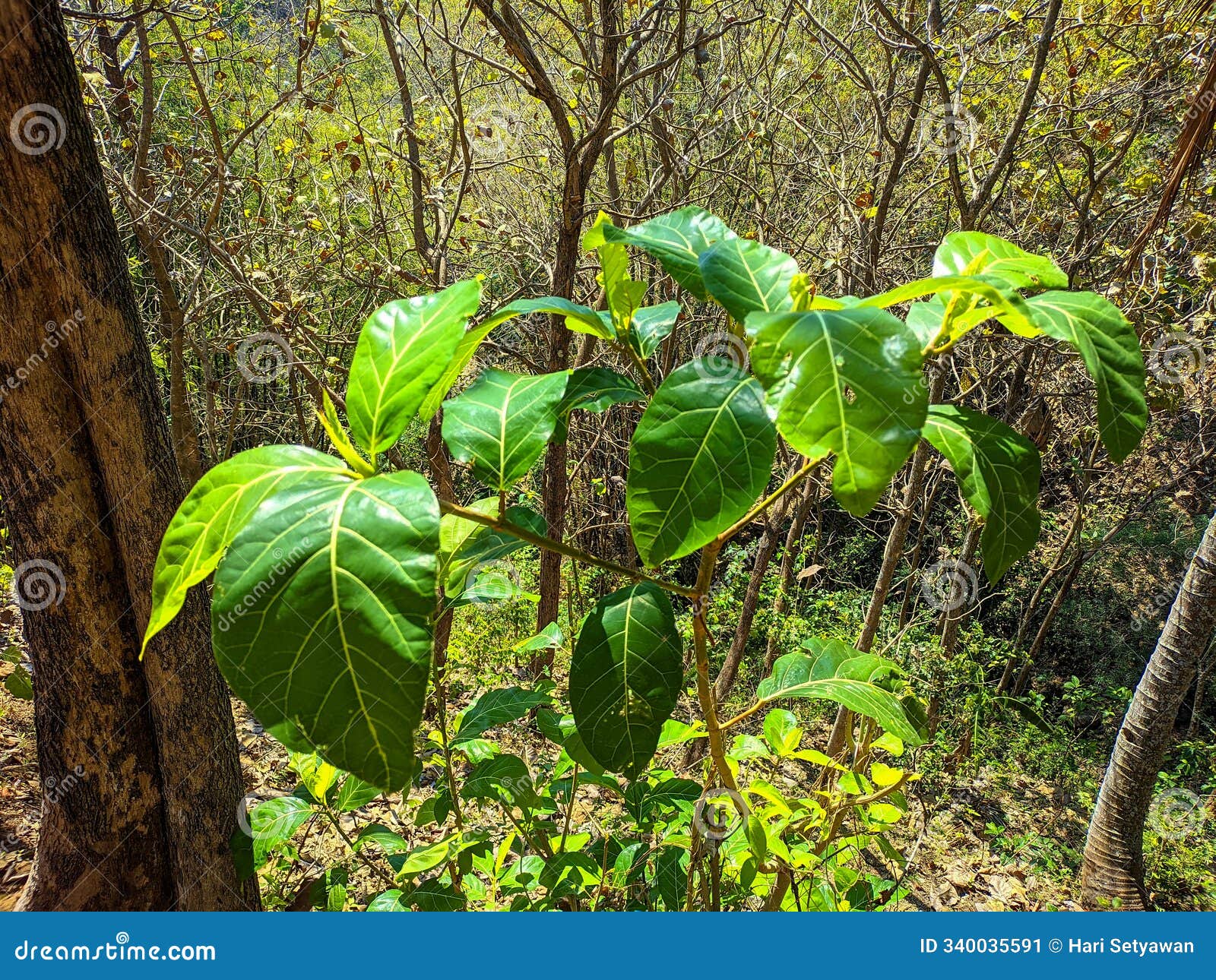 This is a Leaf of the Ficus Septica Tree Stock Image - Image of septica ...