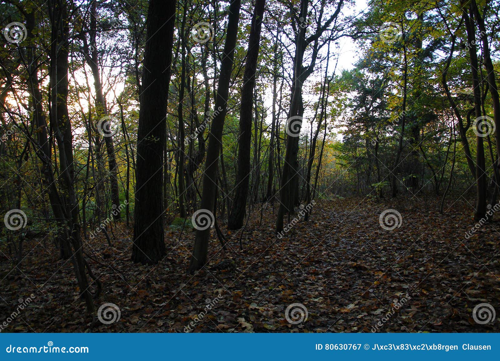 Leaf filled forest floor stock image. Image of beautiful - 80630767