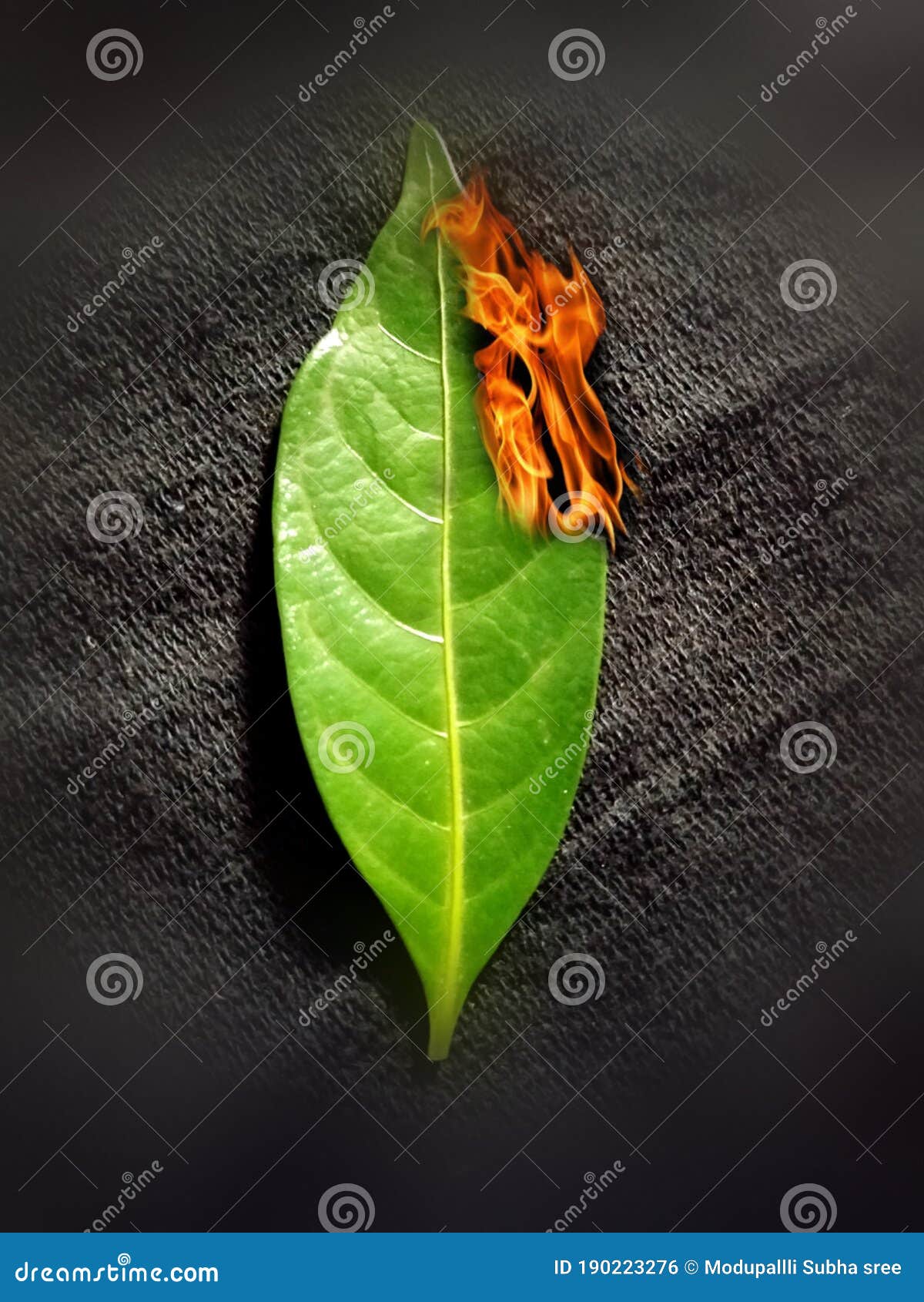 Leaf with fire stock photo. Image of petal, hand, butterfly - 190223276
