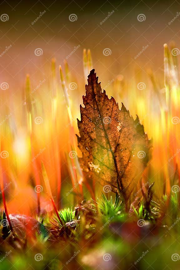 Leaf on Fire stock image. Image of fire, leaf, october - 821723