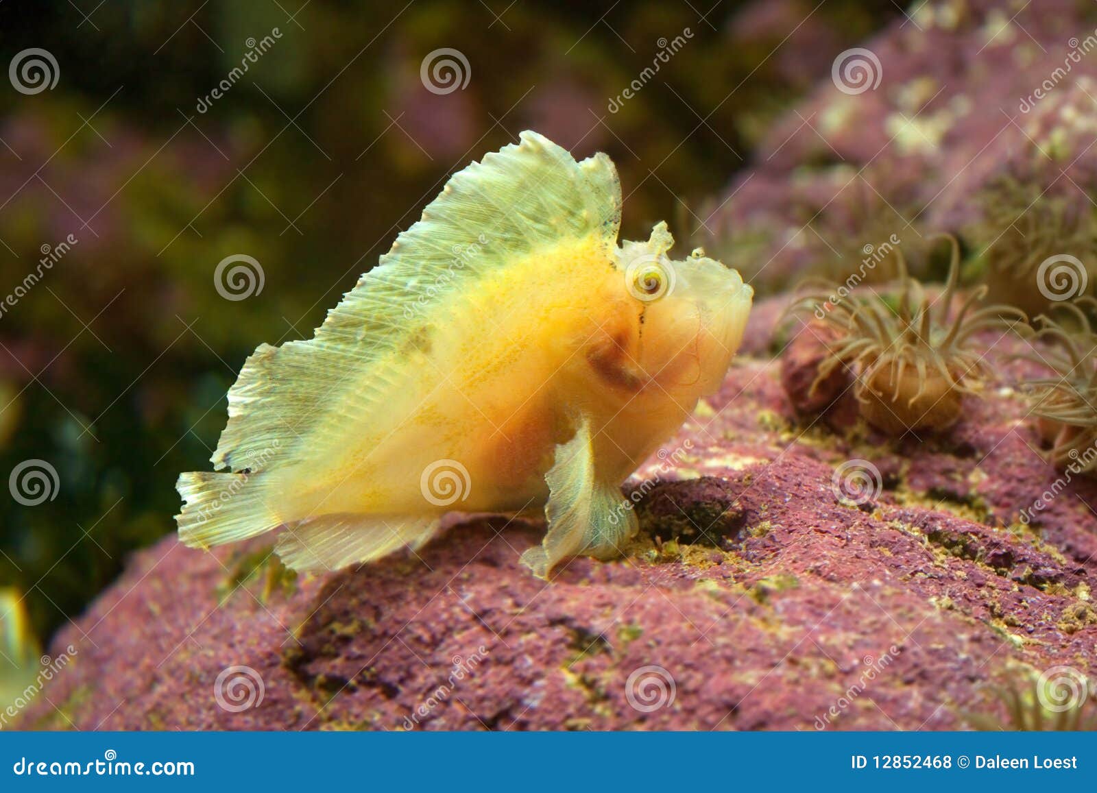 Leaf fish stock photo. Image of paper, triacanthus, taenianotus - 12852468