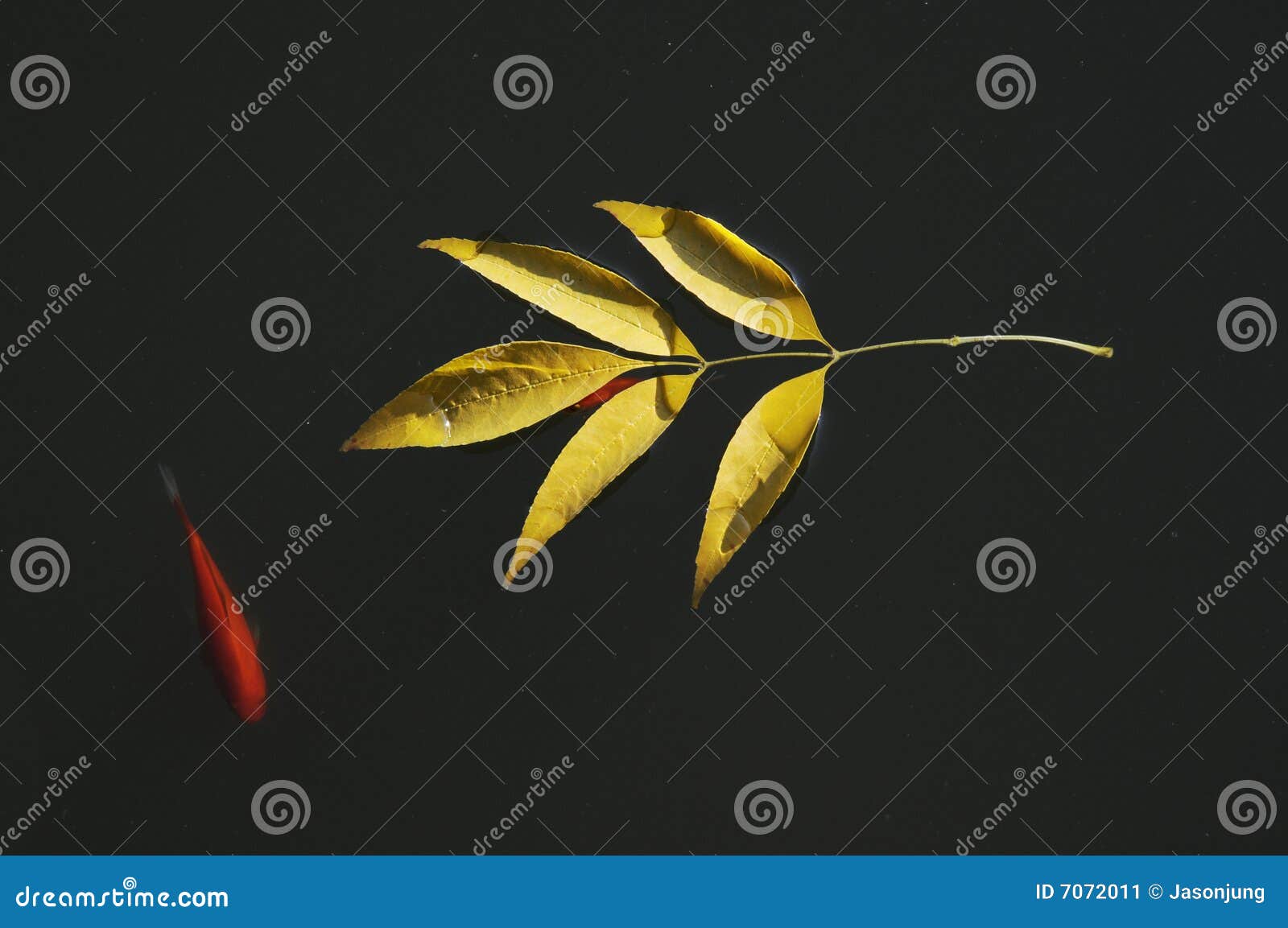 Leaf and fish stock image. Image of goldfish, float, lake - 7072011