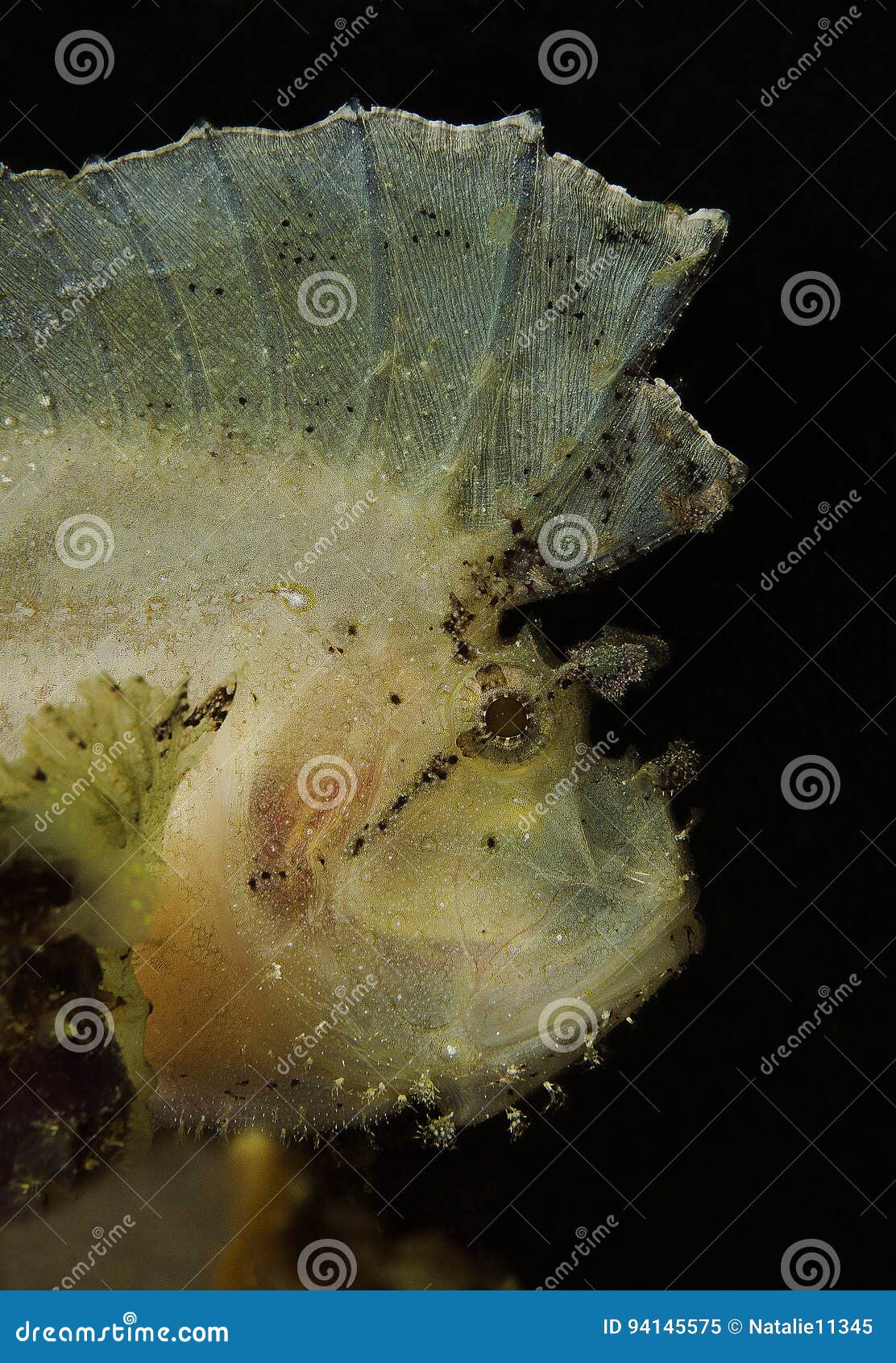 Leaf-fish on the Coral Reef Stock Image - Image of leaffish, ocean ...