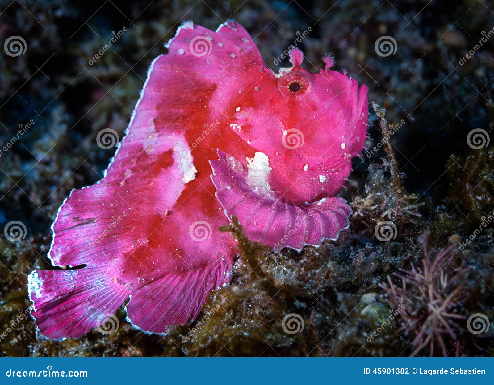 Leaf fish stock photo. Image of discovery, scuba, cruise - 45901382