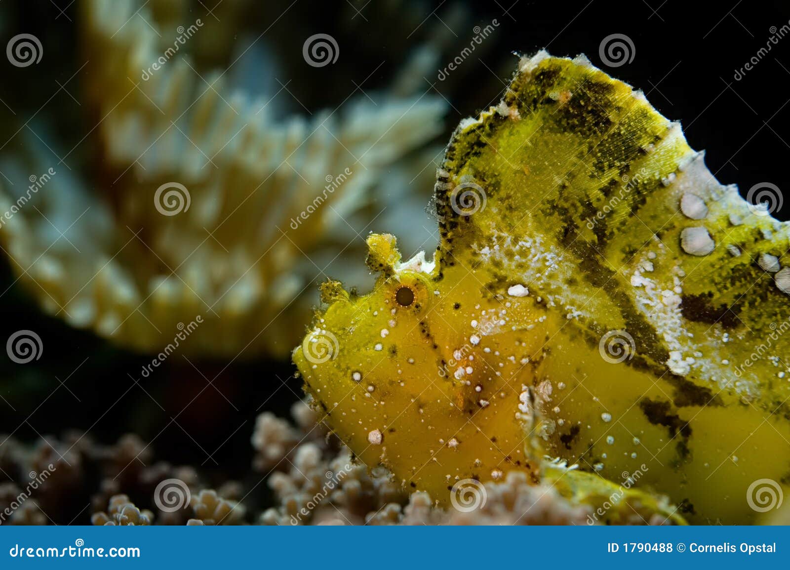 Leaf Fish on Reef. Indonesia Sulawesi Stock Photo - Image of sulawesi ...