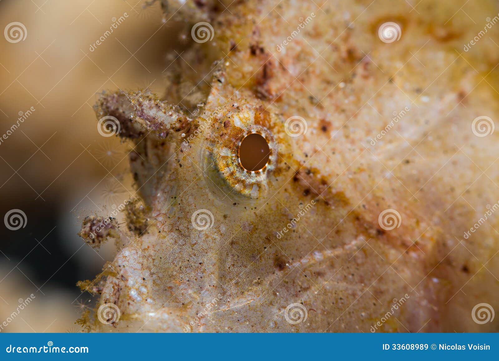 Leaf Fish Scorpion Fish Eye Stock Image - Image of black, background ...