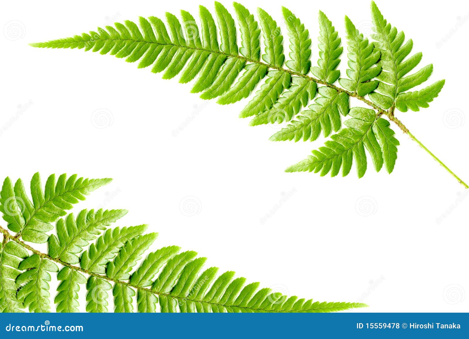 Leaf flame stock photo. Image of close, bright, composition - 15559478