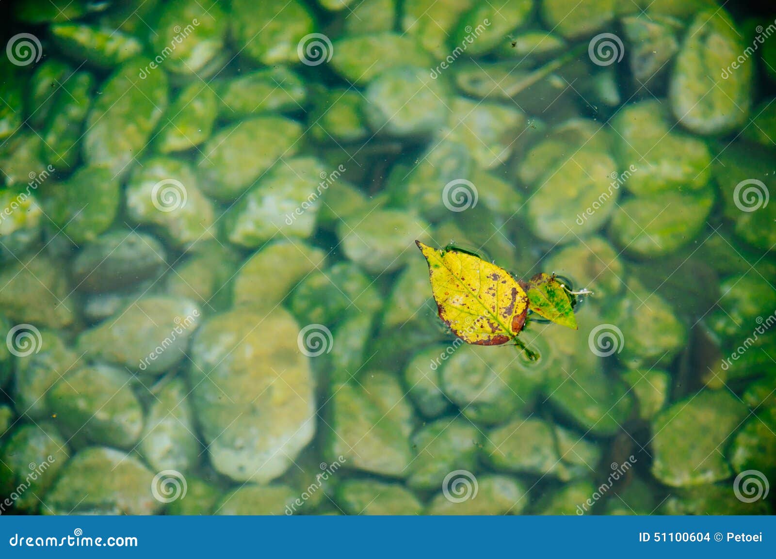 Leaf float on water stock photo. Image of nature, rain - 51100604
