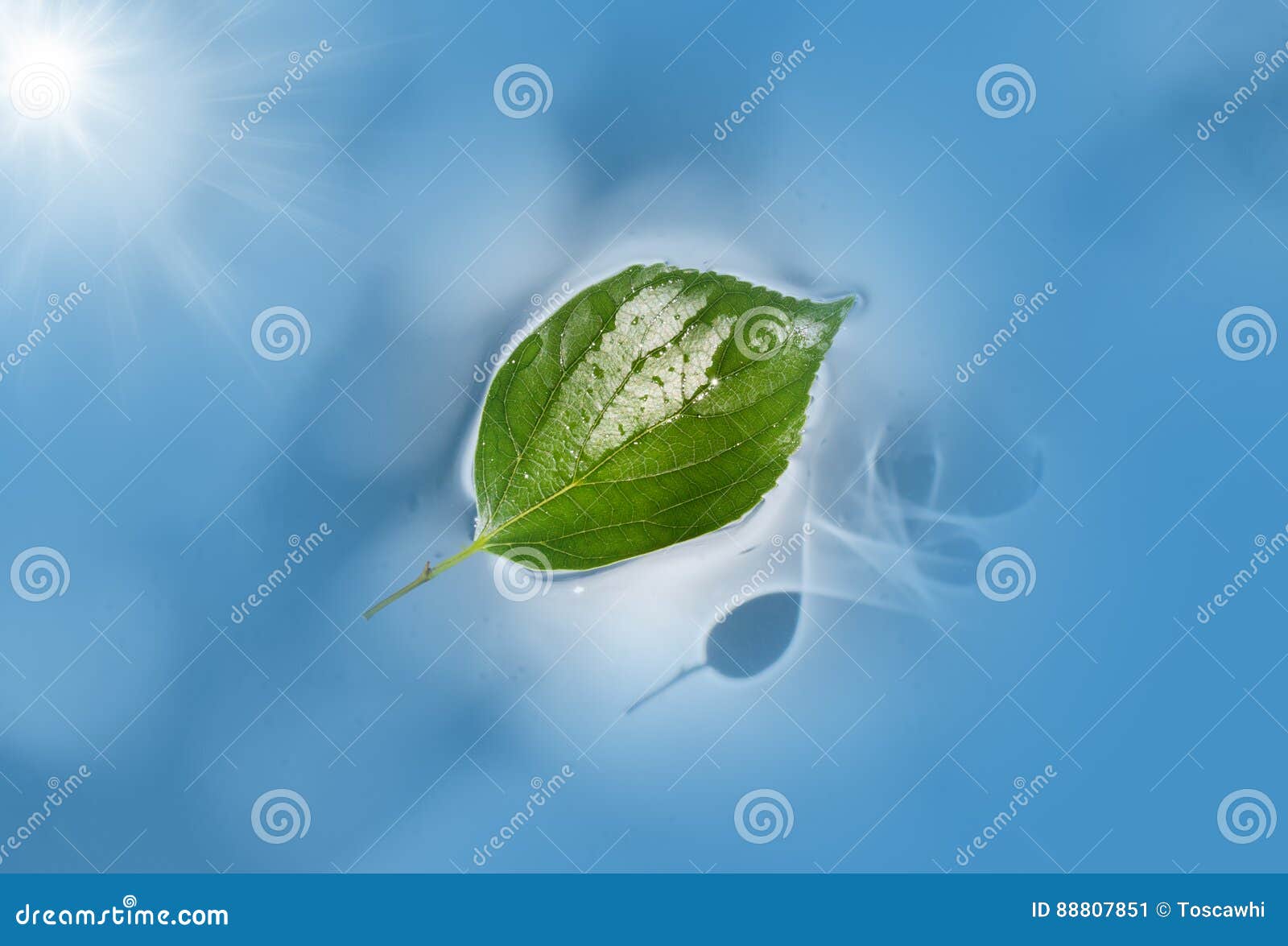Leaf Floating in Blue Water with Sun Reflection / Refraction on Stock ...