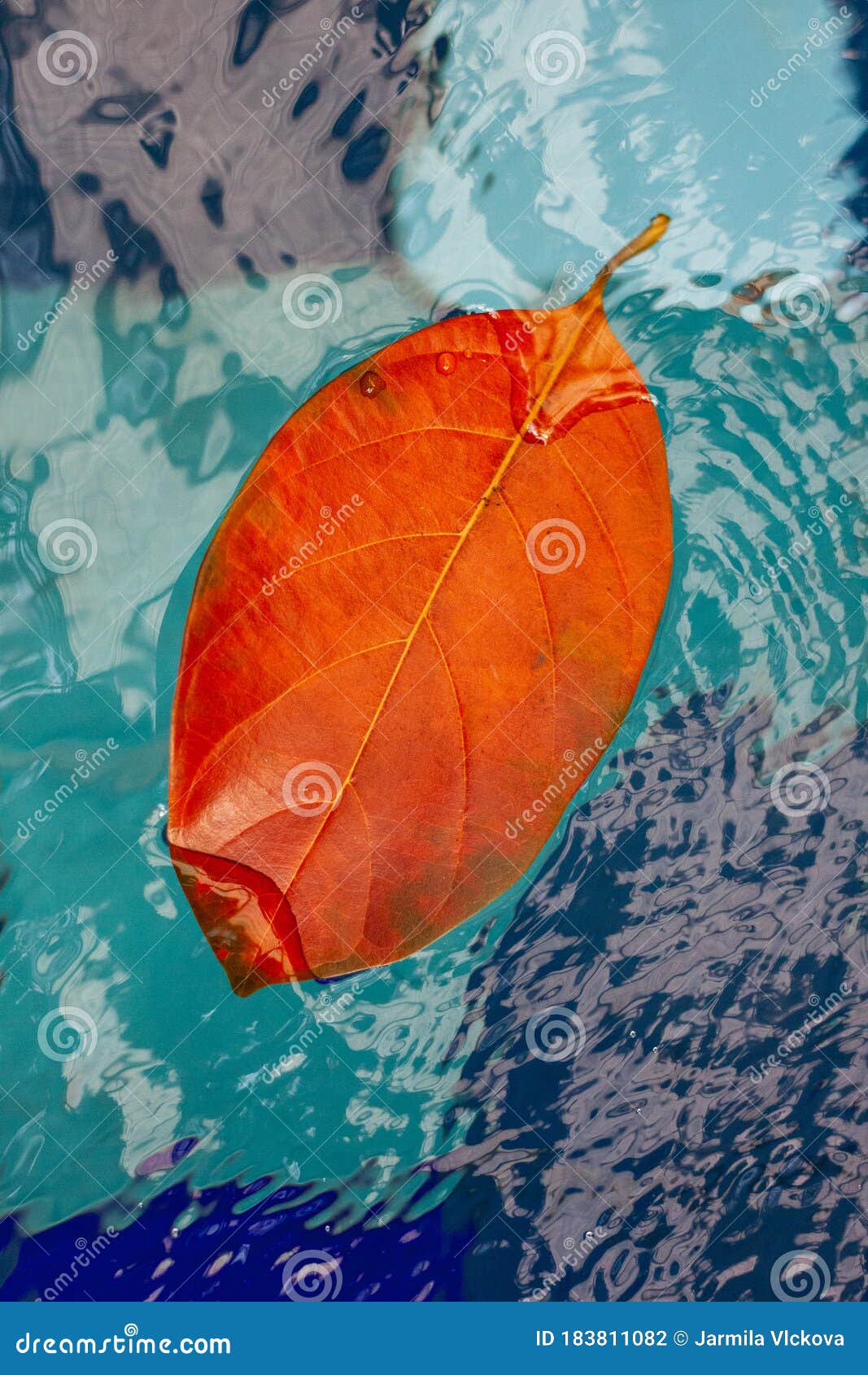 Leaf floating in the pool. stock photo. Image of structures - 183811082