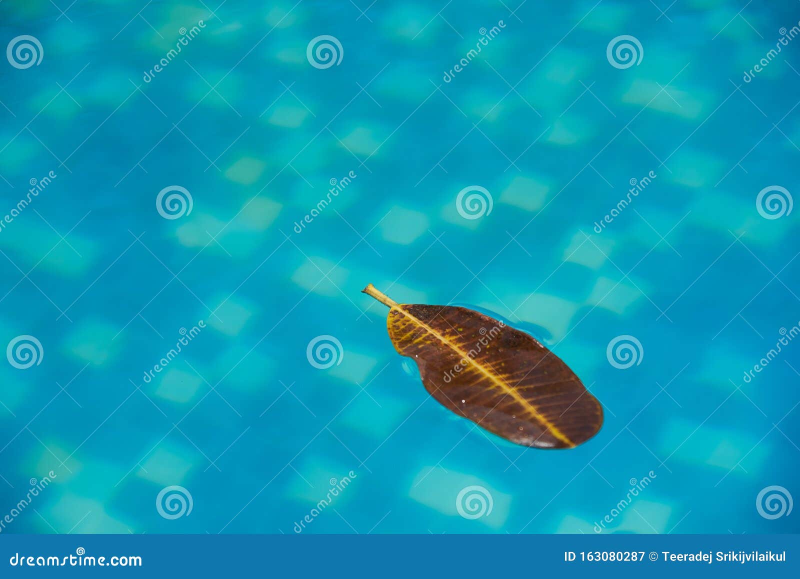 A Leaf Floating on Swimming Pool Stock Image - Image of pure, water ...