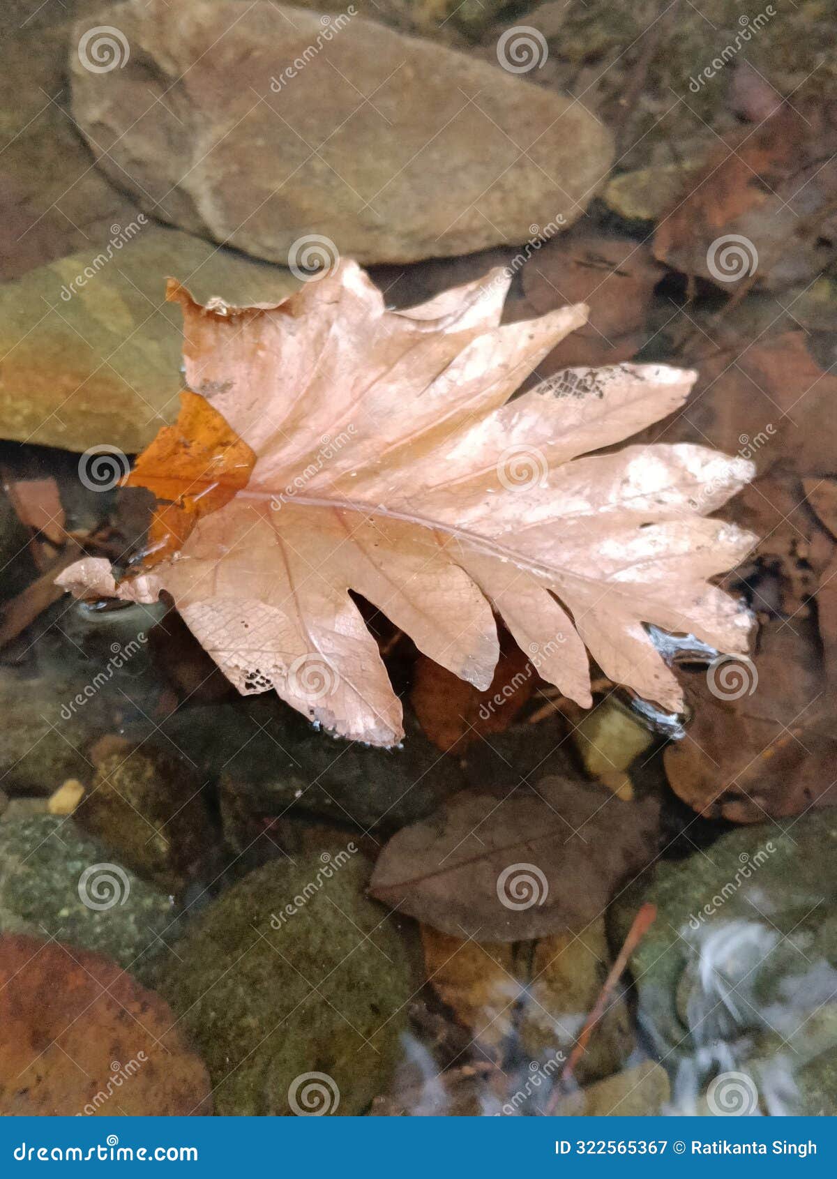 This is a Leaf of a Tree, it is Floating in the Water. Stock Image ...