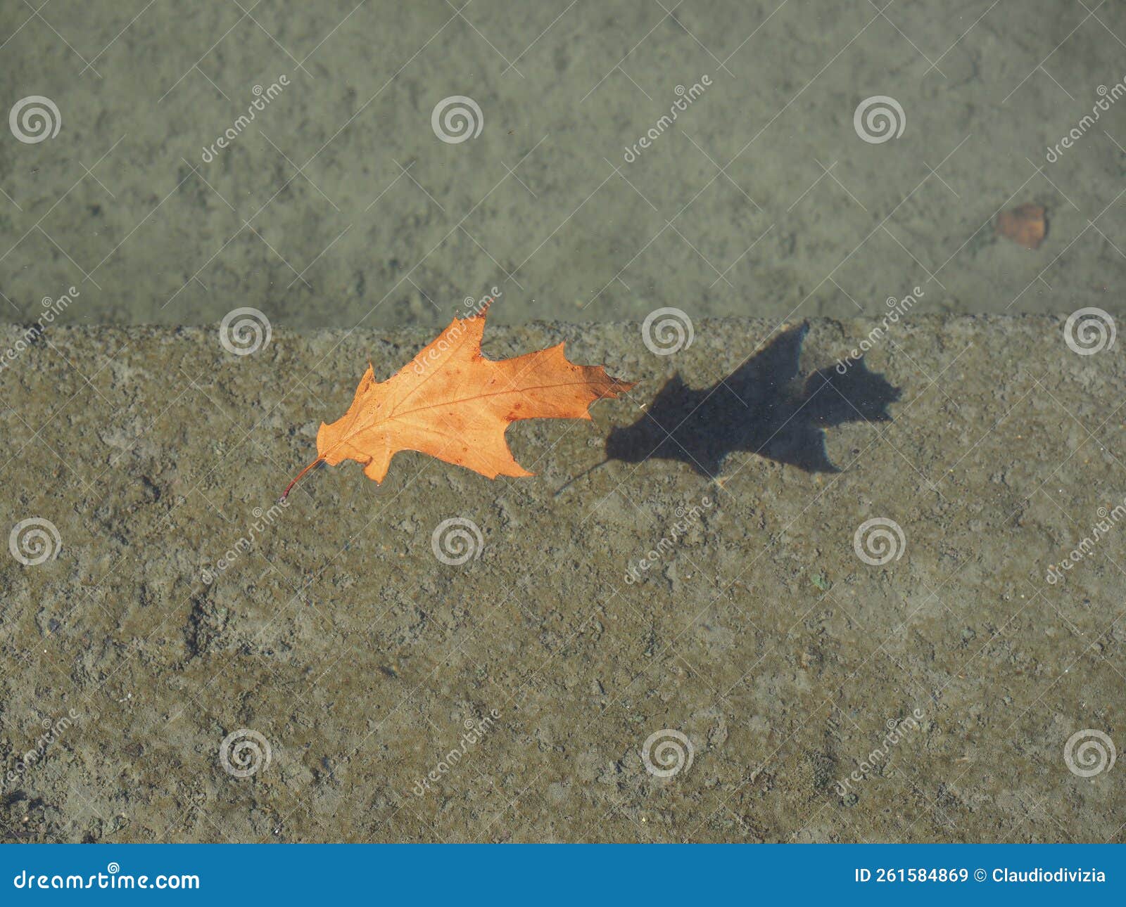 Leaf Floating on Water Over Concrete Stock Image - Image of leaf, water ...