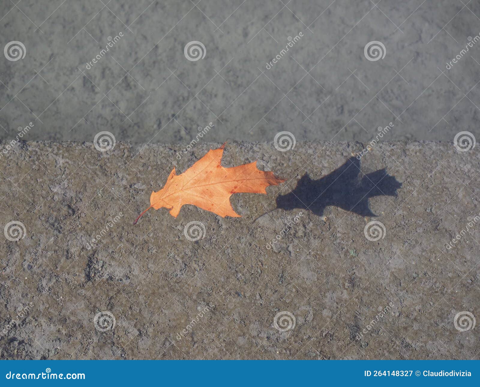 Leaf Floating on Water Over Concrete Stock Image - Image of dock, plant ...