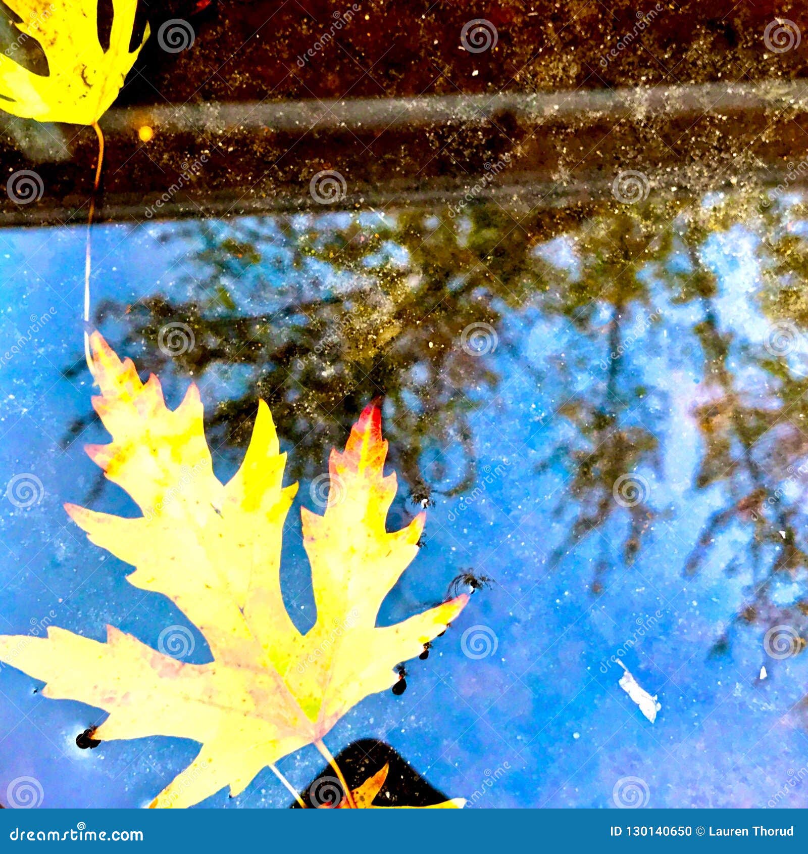 A leaf floats stock photo. Image of floats, floating - 130140650