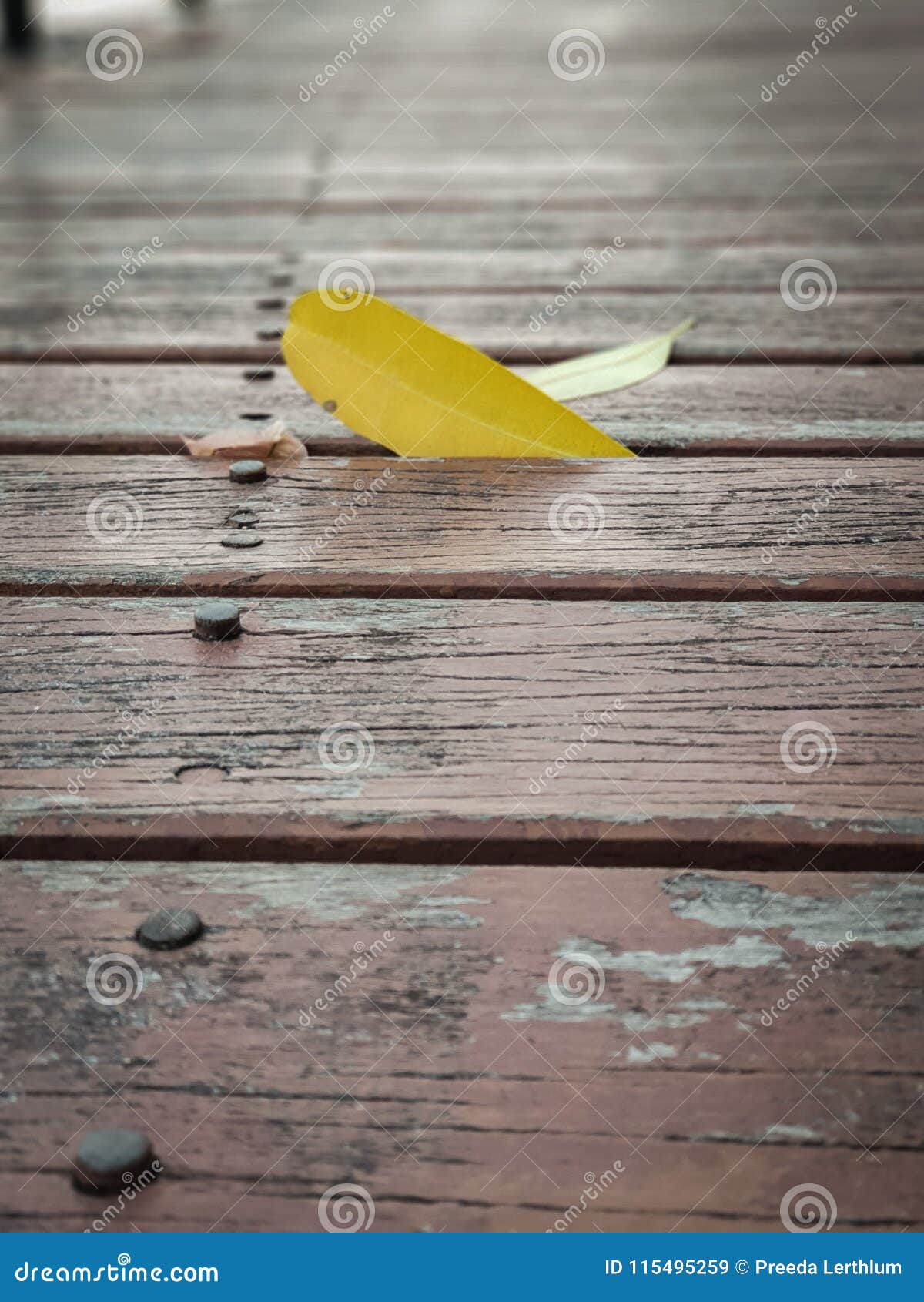 Leaf on the floor stock image. Image of floor, tree - 115495259