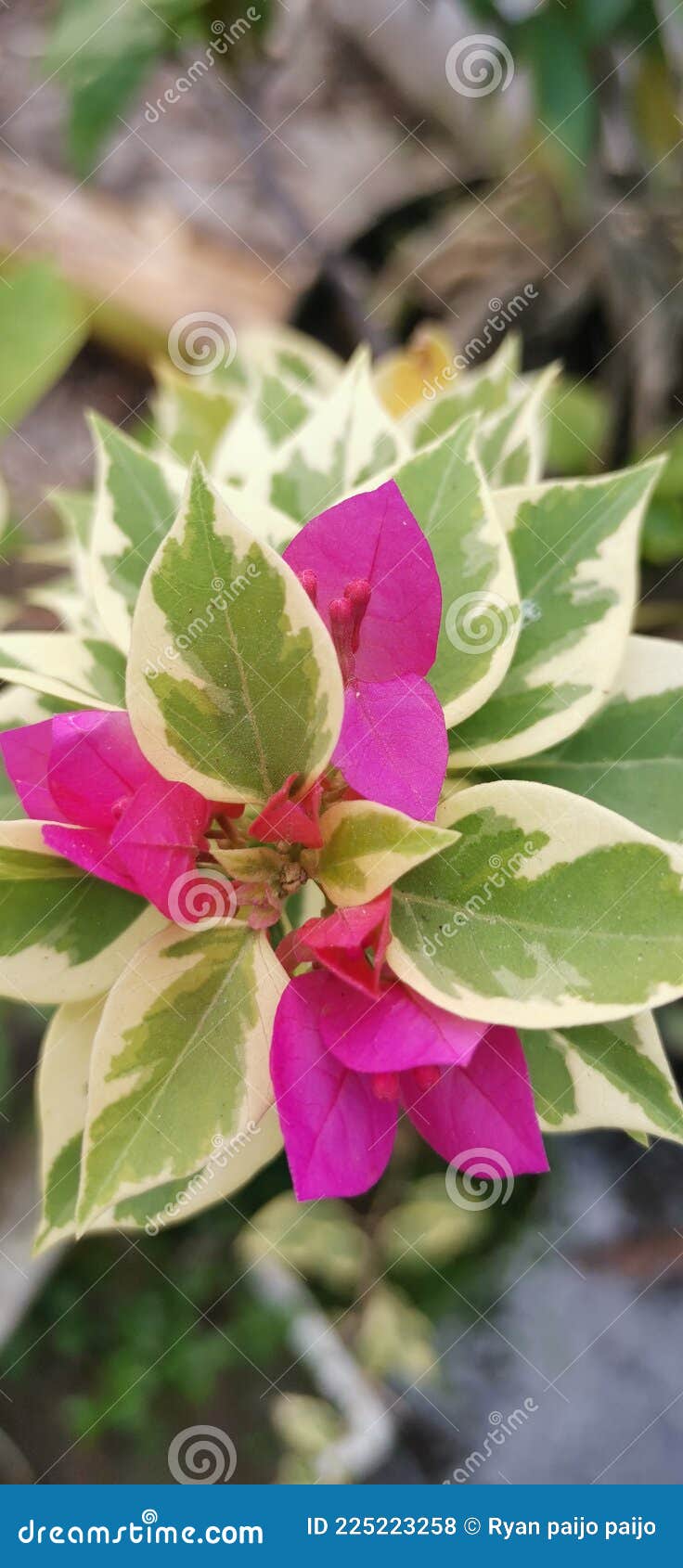 Leaf Flower Bougenvil Variegata Pink Stock Photo - Image of leaf ...