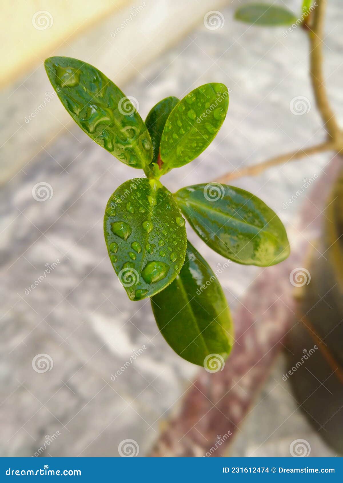 Leaf of flowers ðŸŒ¹ðŸŒ· stock photo. Image of shrub - 231612474