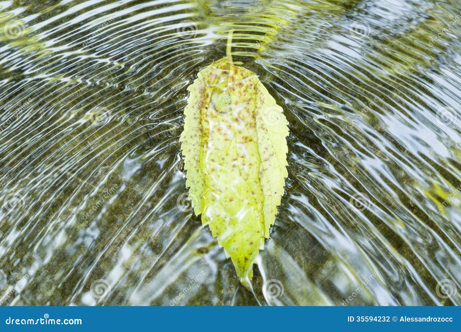 Leaf on flowing water stock photo. Image of leaf, autumn - 35594232
