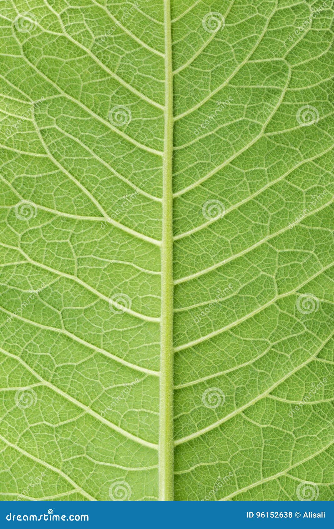 Leaf of Fluffy Cover Texture, Plant Elecampane, Inula Helenium, Stock ...