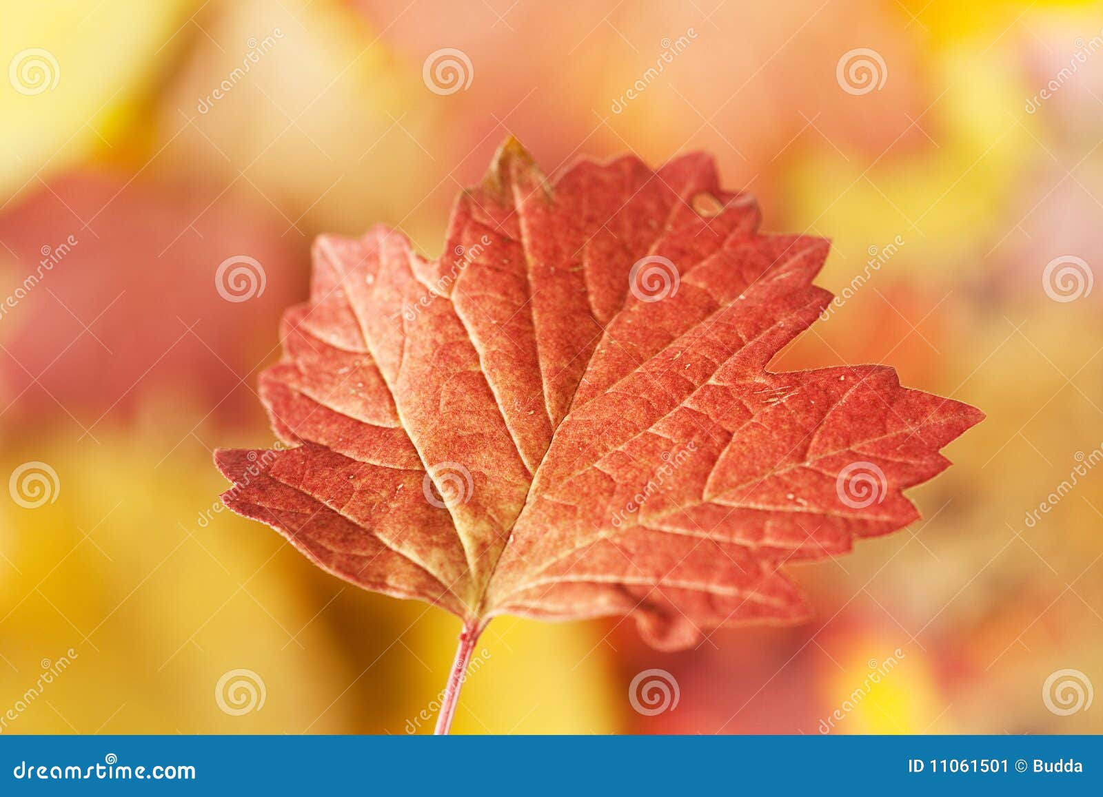 Leaf flying stock image. Image of autumn, leaves, autum - 11061501