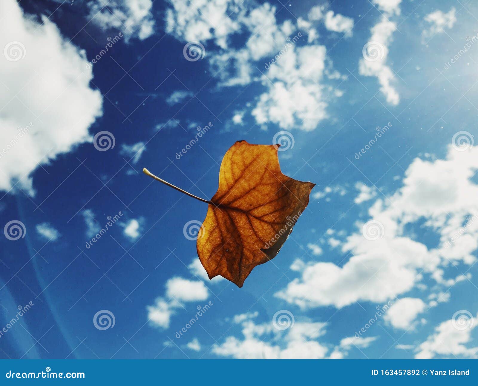 Leaf flying in blue sky stock photo. Image of nature - 163457892