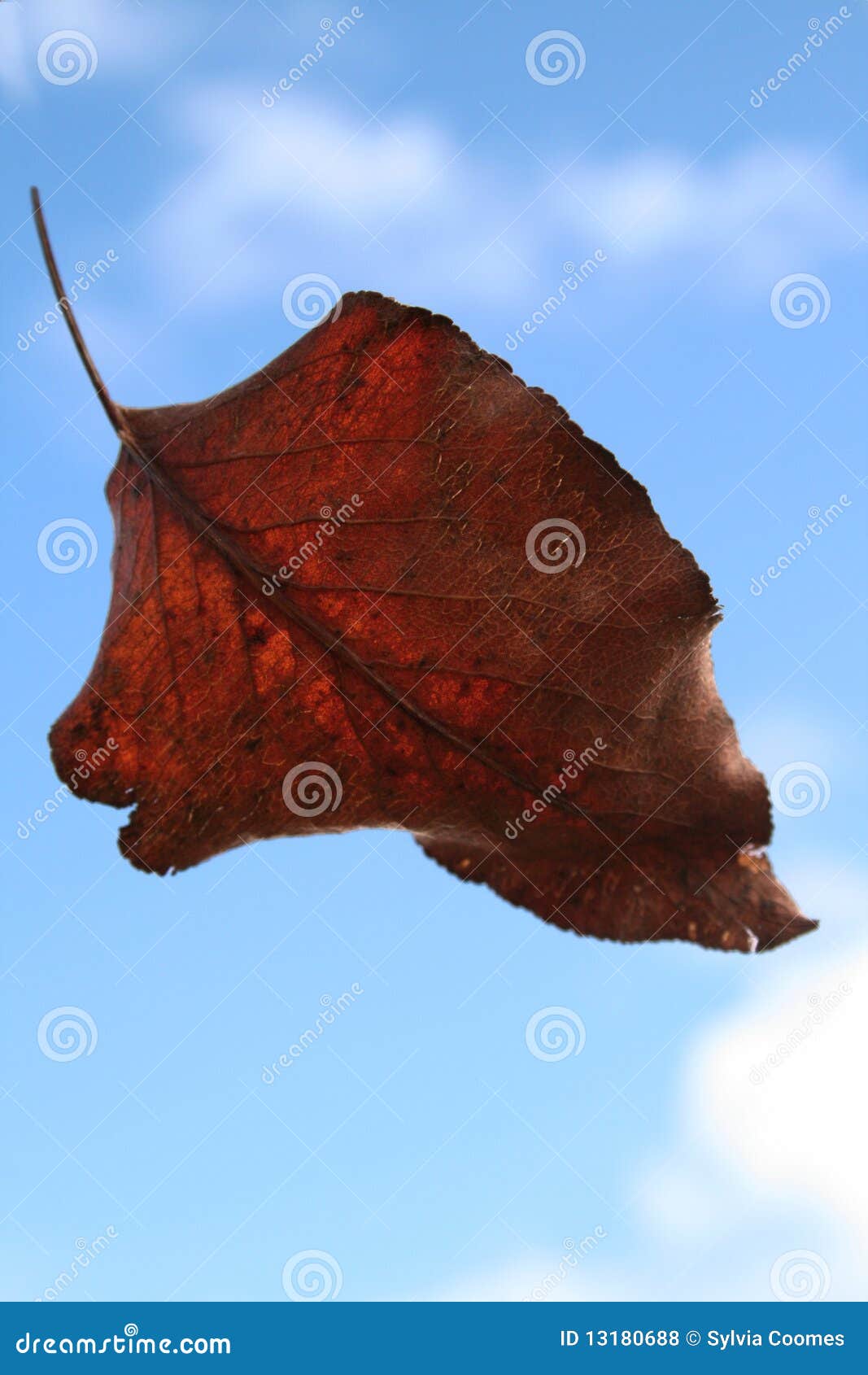 Leaf Flying through the Sky Stock Photo - Image of focus, space: 13180688