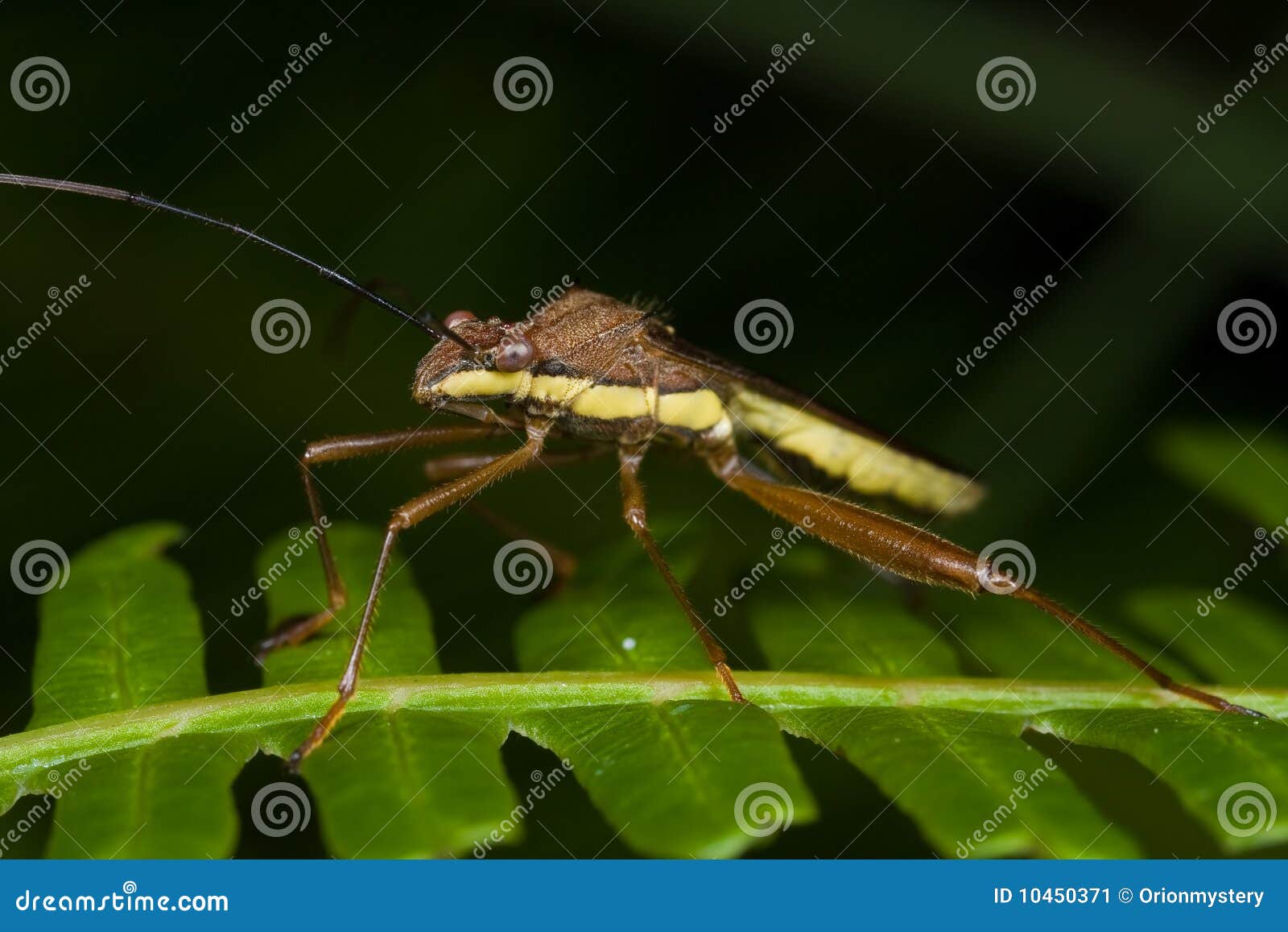 Leaf-footed Stink Bug Sitting On A Garden Hedge. Coreidae Sap-sucking ...