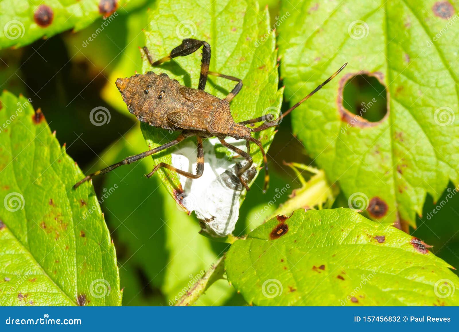 Orange-tipped Wood-digger Bee - Anthophora Terminalis Stock Image ...