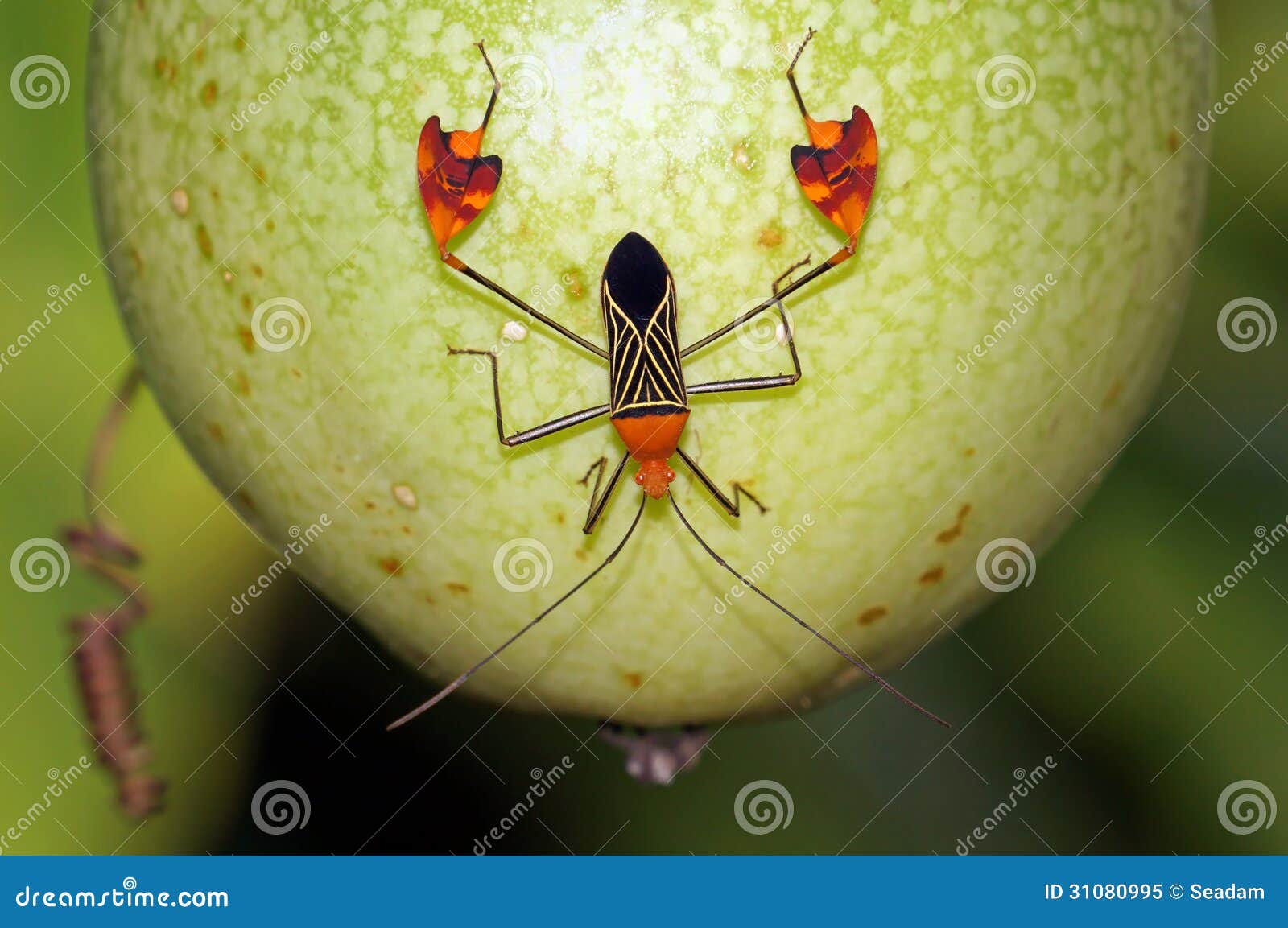 Leaf-footed Bug Anisoscelis Flavolineata Stock Image - Image of ...
