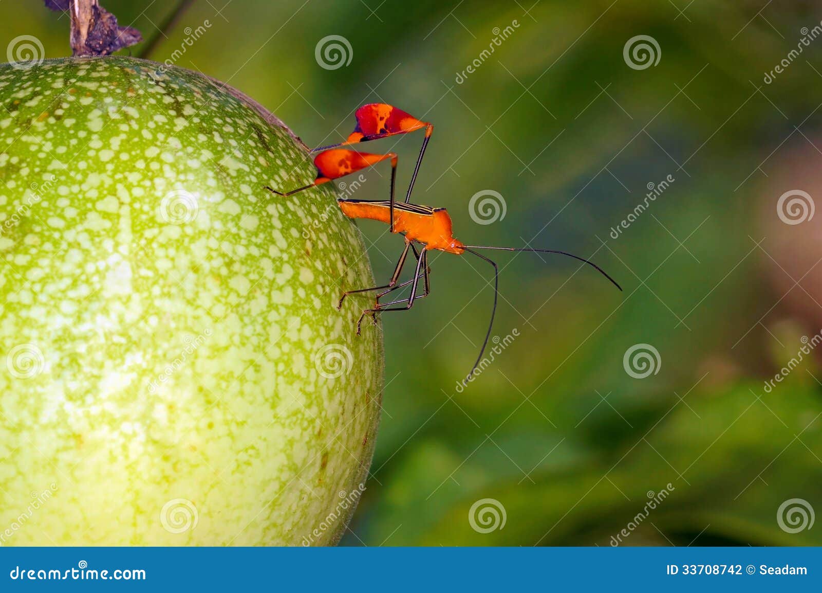 Leaf Footed Bug Anisoscelis Flavolineata Stock Photo - Image of leaf ...