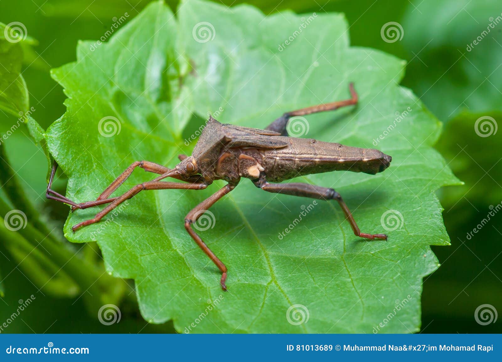 Leaf-footed Bug stock image. Image of green, invertebrate - 81013689