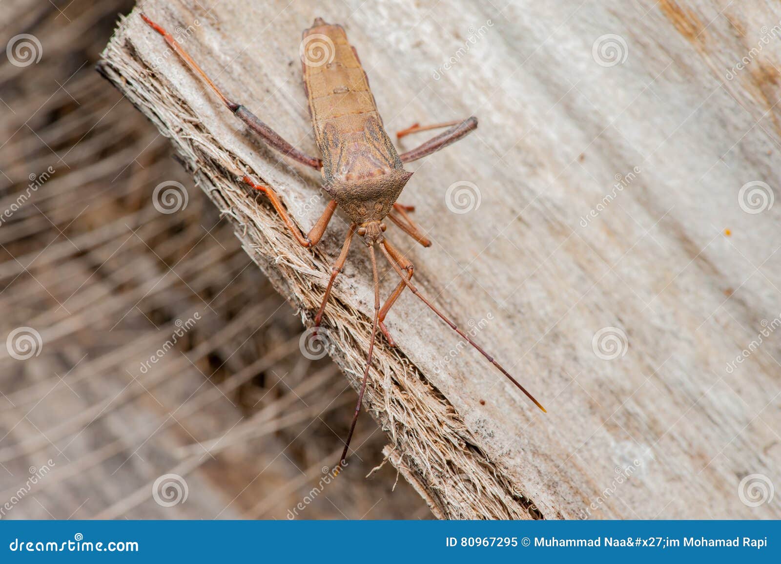 Leaf-footed Bug stock image. Image of florida, leaffooted - 80967295