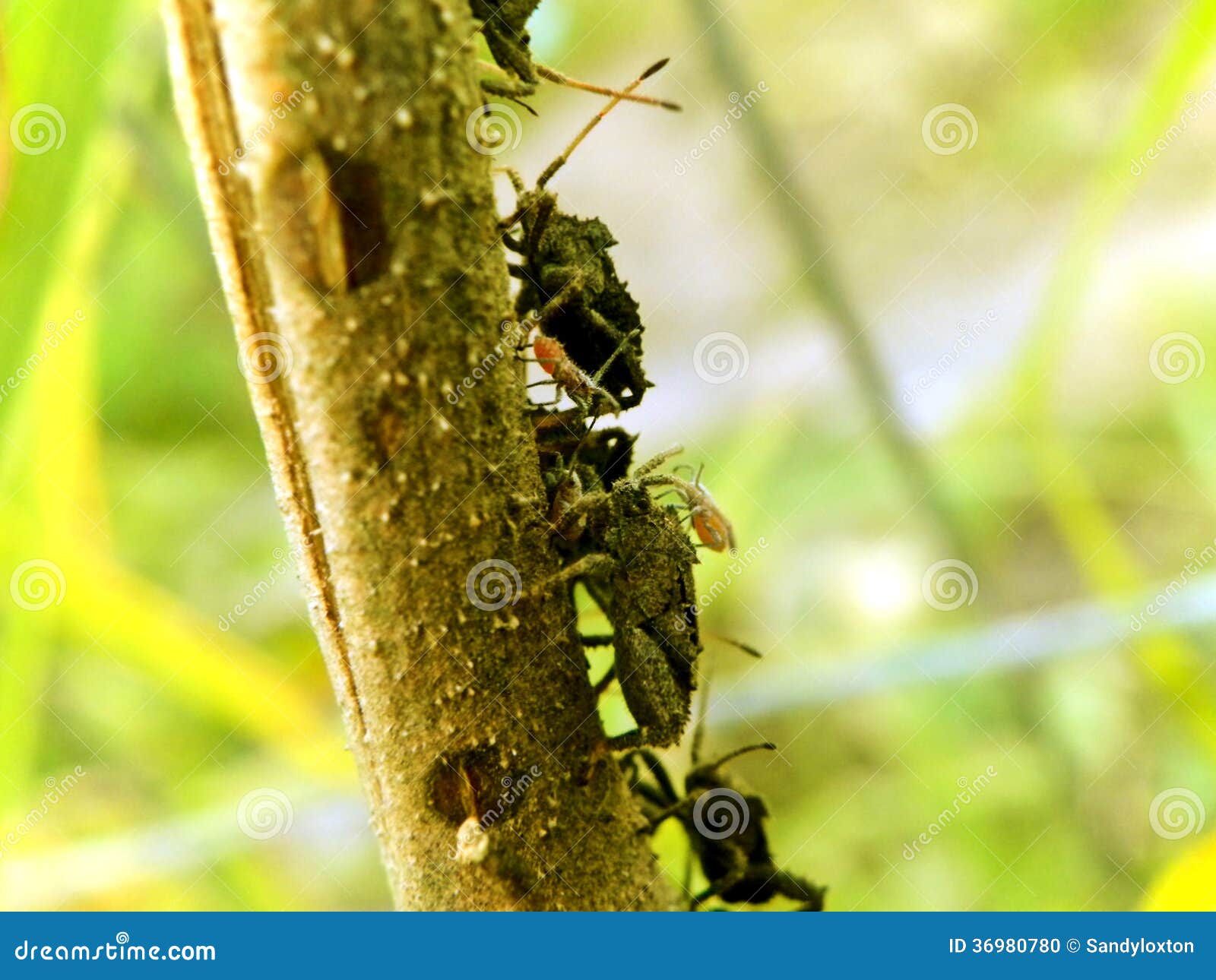Leaf-Footed Bug stock photo. Image of tomatoes, insects - 36980780