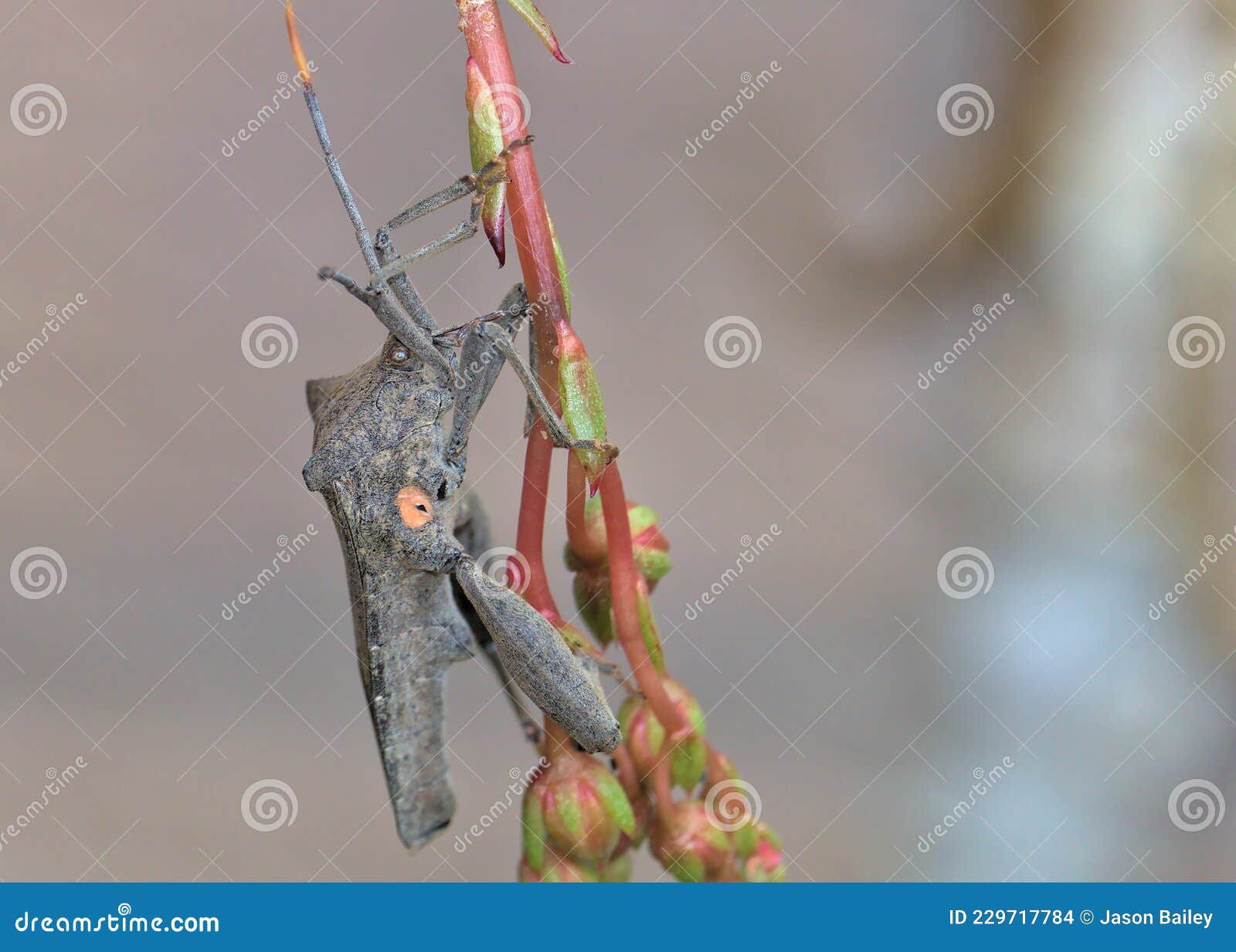 Mandibles Piercing Stock Photos - Free & Royalty-Free Stock Photos from ...