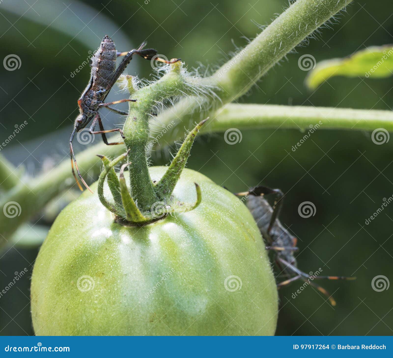 Leaf Footed Bug Garden Pest Closeup Macro Stock Photo - Image of ...
