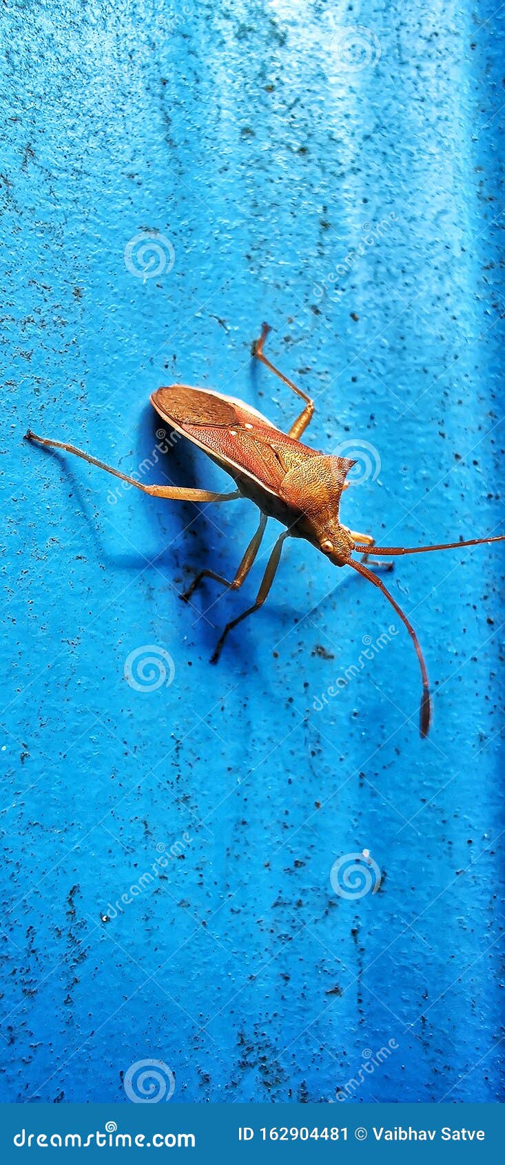 Leaf Footed Bug , Hemiptera Coreidae, Stinky Fly Stock Image - Image of ...