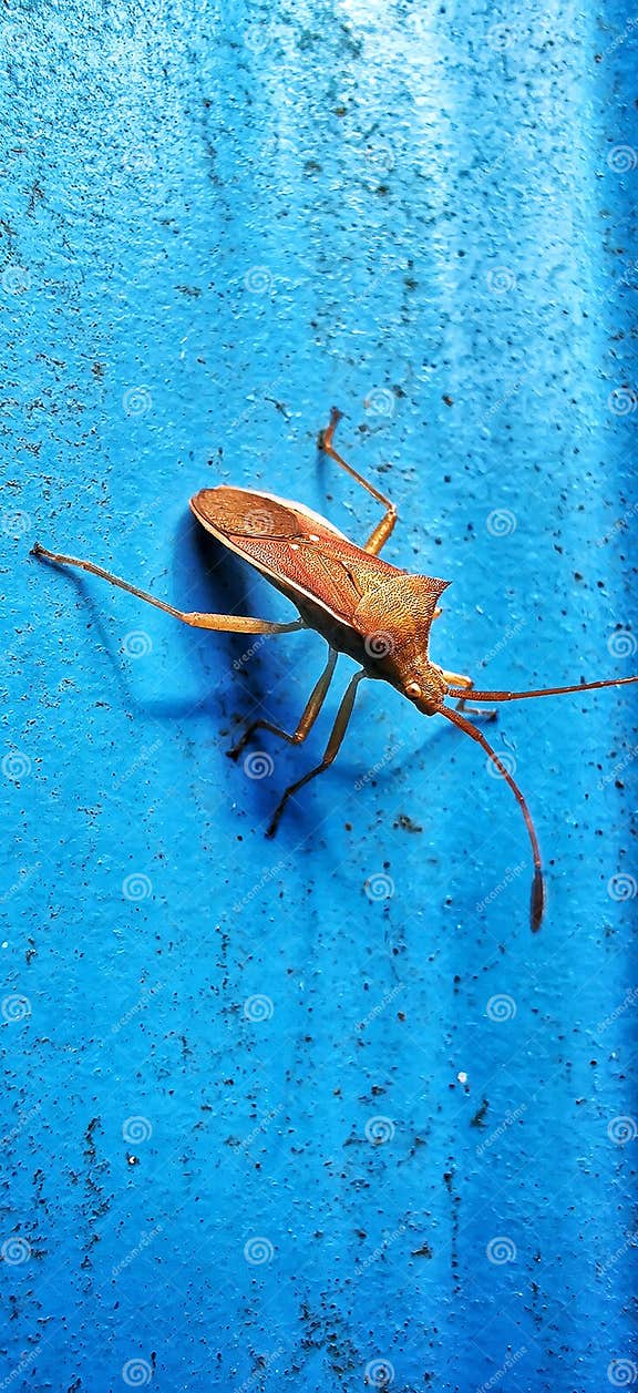 Leaf Footed Bug , Hemiptera Coreidae, Stinky Fly Stock Image - Image of ...