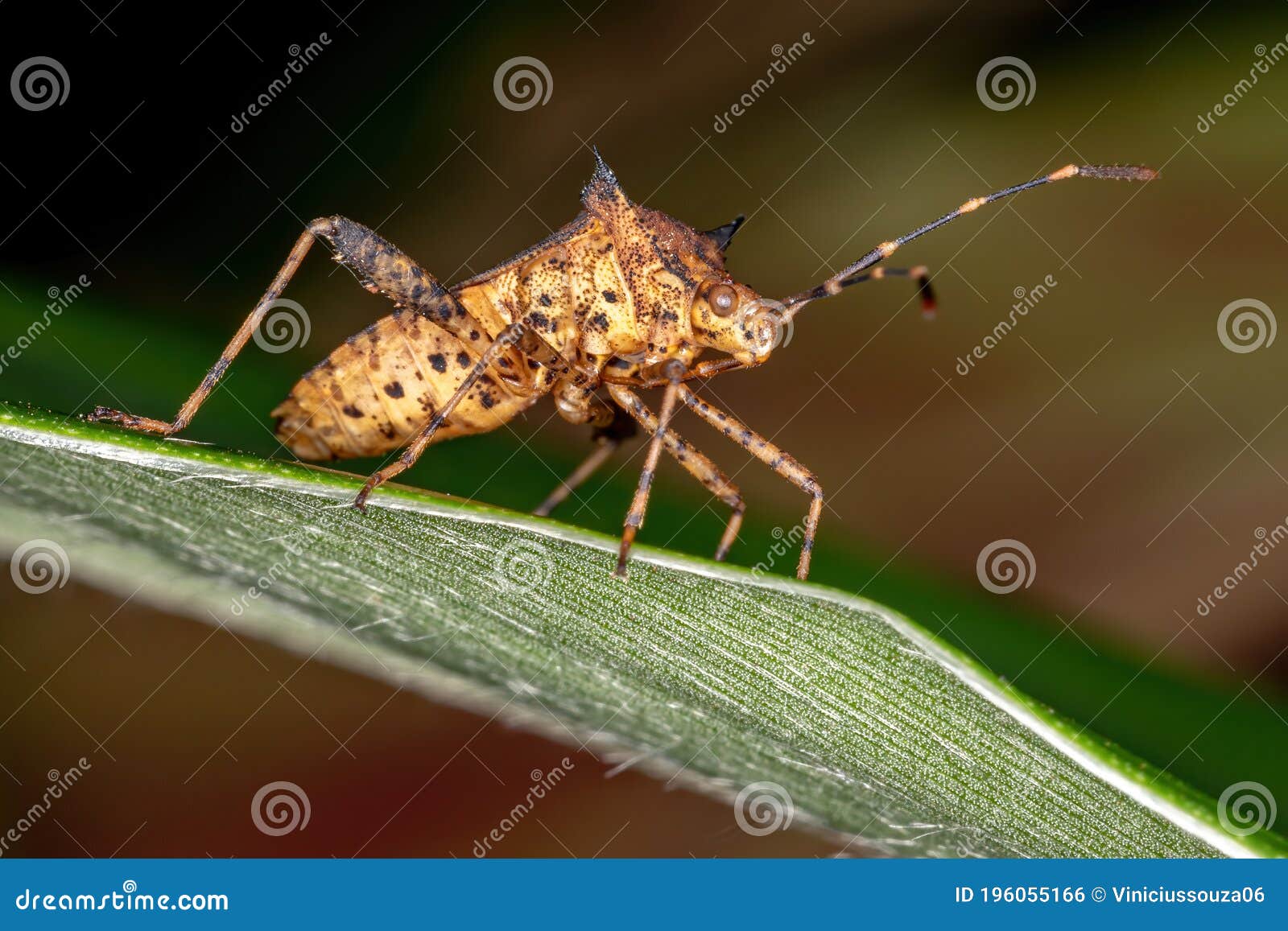 Leaf-footed Bug stock photo. Image of closeup, footed - 196055166