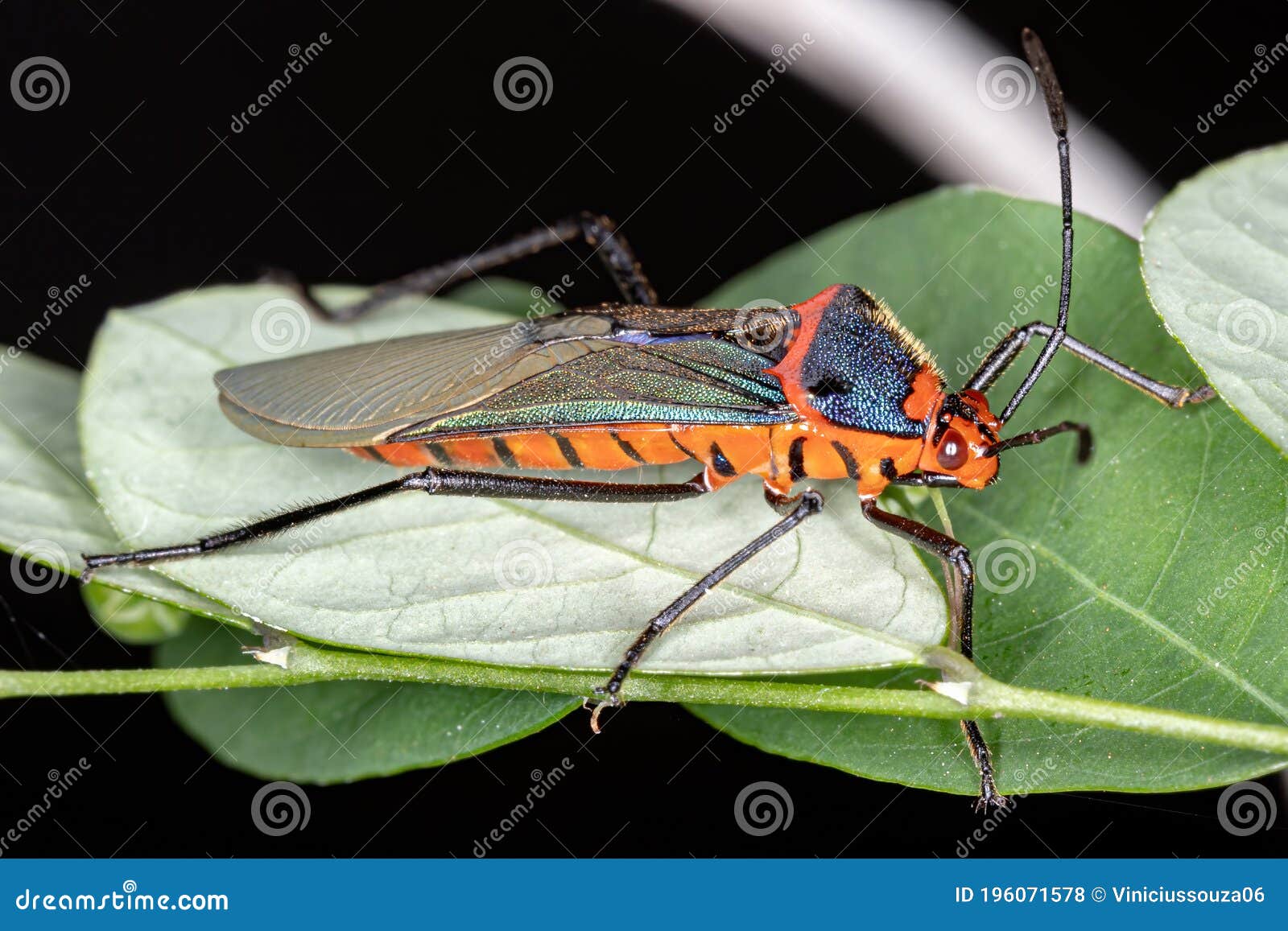 Leaf footed Bug stock photo. Image of animal, coreinae - 196071578