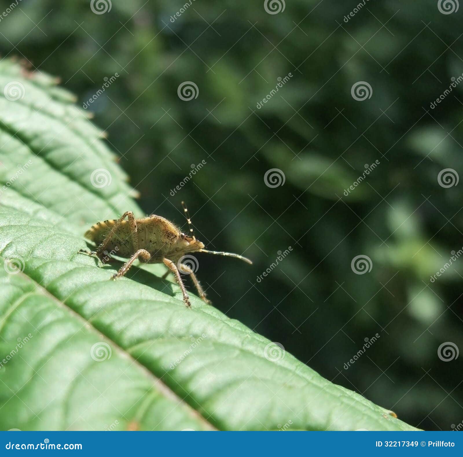 Leaf-footed bug stock image. Image of coleoptera, brown - 32217349