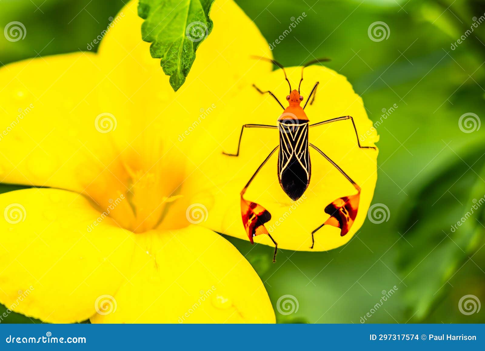 Leaf-footed Bug Manuel Antonio Stock Photo - Image of petal, honeybee ...